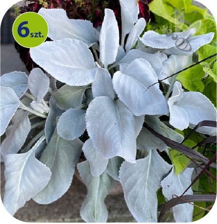 senecio Silver Angel