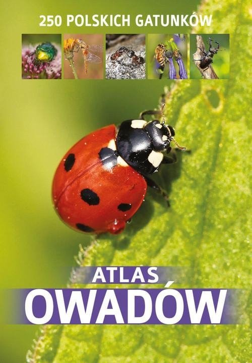 Atlas owadów 250 polskich gatunków