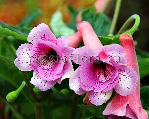 Passioflora.eu - Sinningia SL's Sir Kan