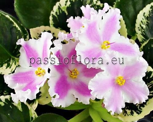 African violet seeds - VaT-Raspberry Beads - PassioFlora.eu - Beautiful ...