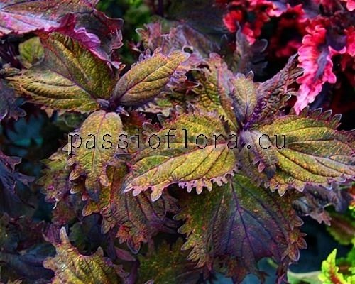 Coleus Seeds - Passioflora.eu - PF-Bronze Beauty - Ornamental plants