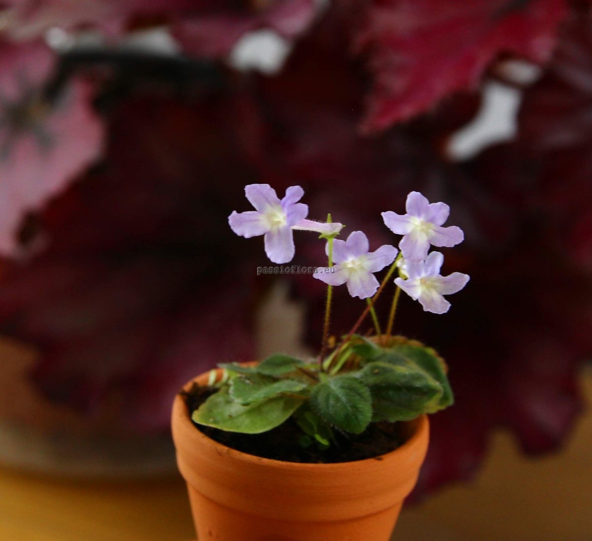 Micro Mini Sinningia pusilla - Sinningia tubers for sale - PassioFlora ...