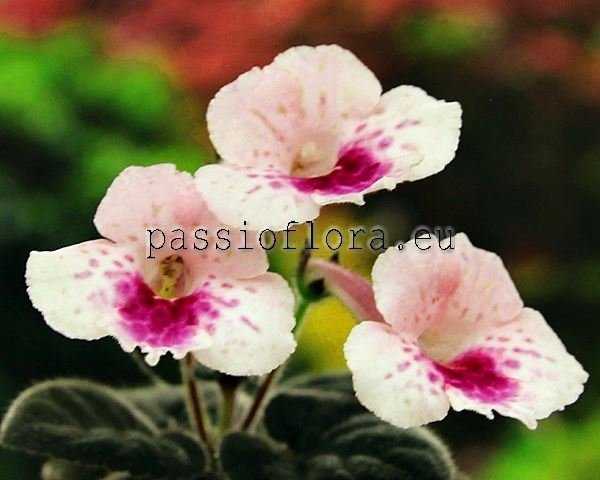 Mini Sinningia seeds - SimSim Pink Flamingo - PassioFlora.eu ...