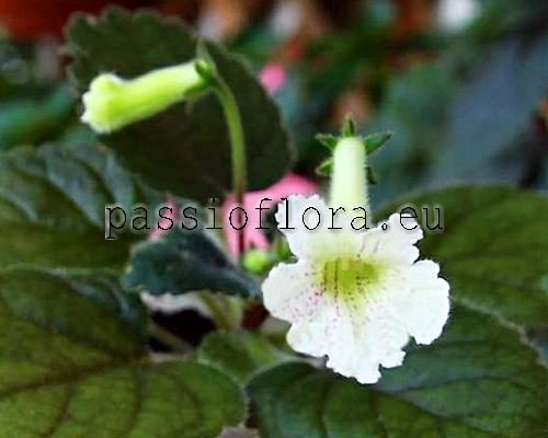 PassioFlora.eu - Mini Sinningia SRG's Guardian Angel - Tubers & Seeds ...