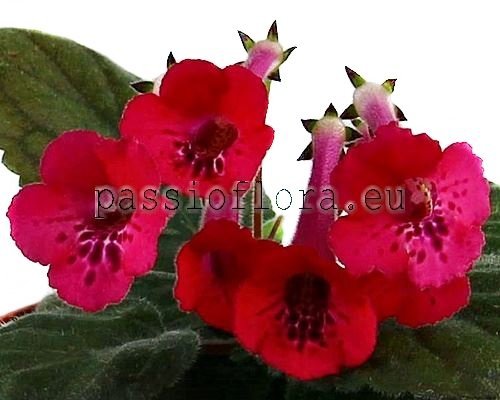 PassioFlora.eu - Mini Sinningia SRG's Paprika - Mini Sinningia Bulbs ...