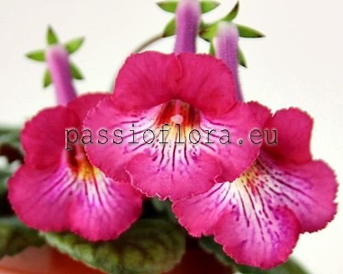 Mini Sinningia seeds - SRG's Flamenco Twitter - PassioFlora.eu ...