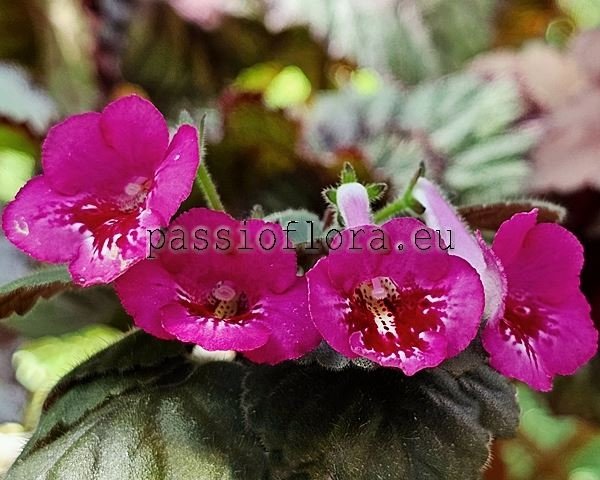 Mini Sinningia seeds - SRG's Pyou - PassioFlora.eu - Beautiful and rare ...
