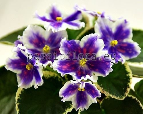 African Violet VAT-TSAR GOROH - African Violet Starter Plants - Starter ...
