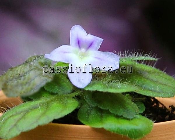 Micro Mini Sinningia pusilla Itaoca - PassioFlora.eu - Gesneriads ...