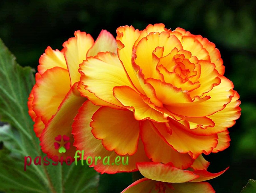 Passioflora Eu
