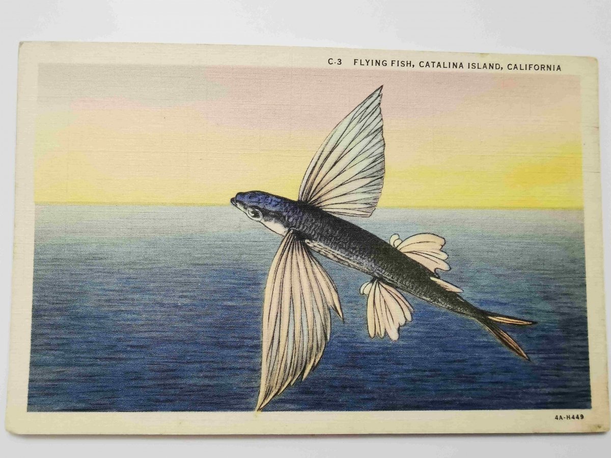 Catalina Flying Fish Catalina Island Island California Flying Fish