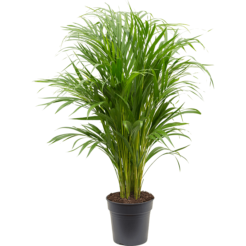 Palma AREKA (Areca) Roślina domowa sadzonka cena, Plumeria.pl