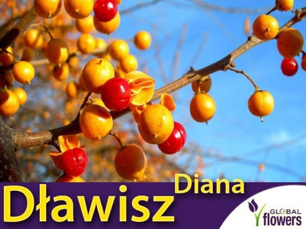 Dławisz okrągłolistny Diana Sadzonka (Celastrus orbiculatus), Plumeria.pl