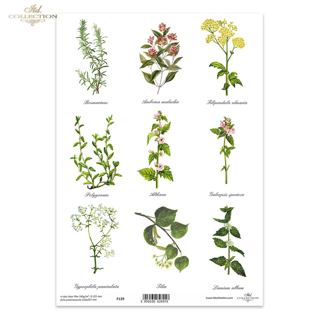 folia przezroczysta F129* Rozmaryn, goździki, Wiązówka, Rdest ...