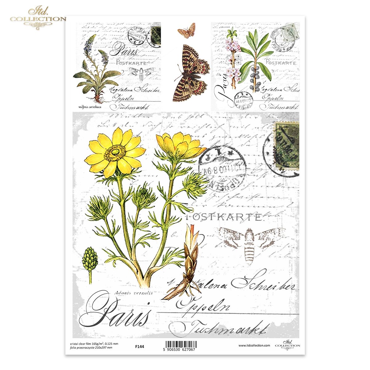 folia przezroczysta F144 * Adonis vernalis, Miłek wiosenny, motyle ...